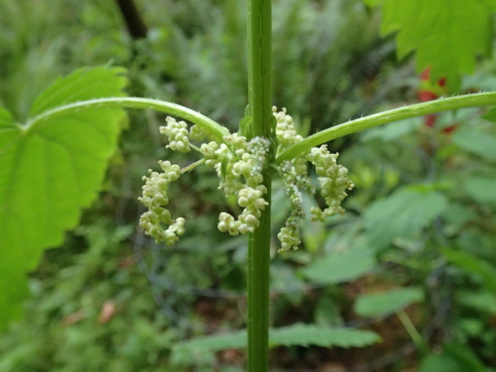 nettles from Capital, BC, Canada on May 24, 2021 at 07:21 AM by ...
