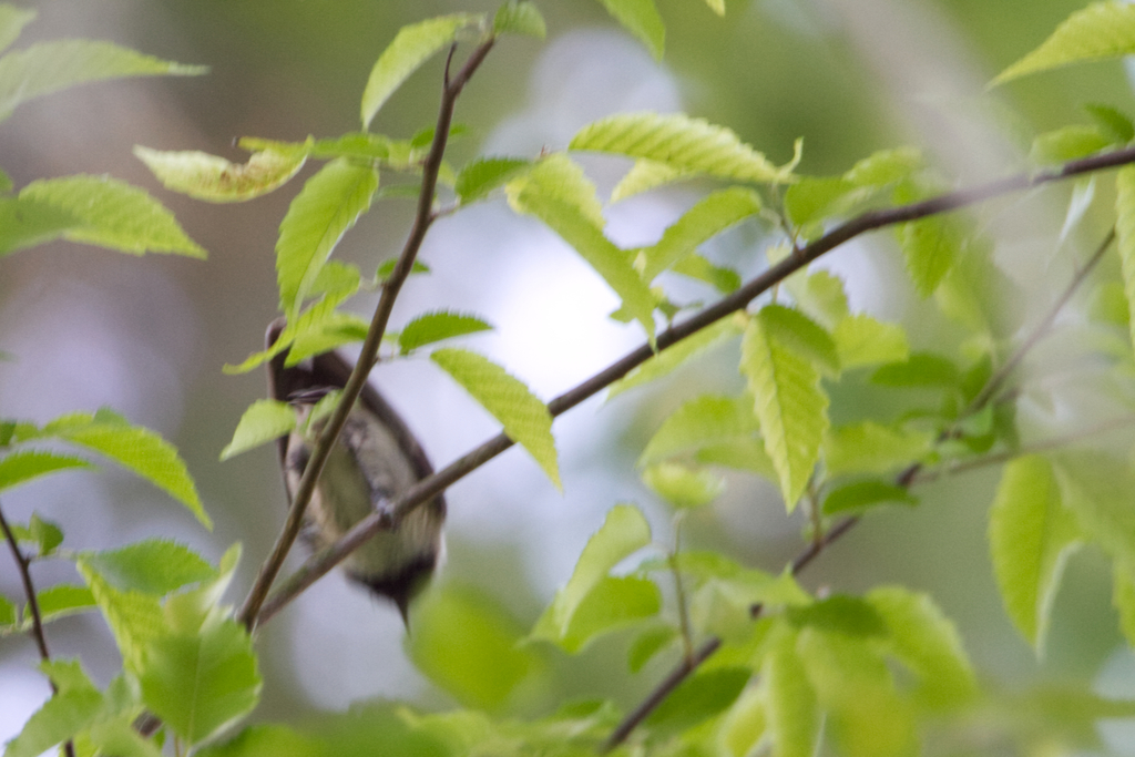 Carolina Chickadee from Beaufort County, NC, USA on May 23, 2021 at 05: ...