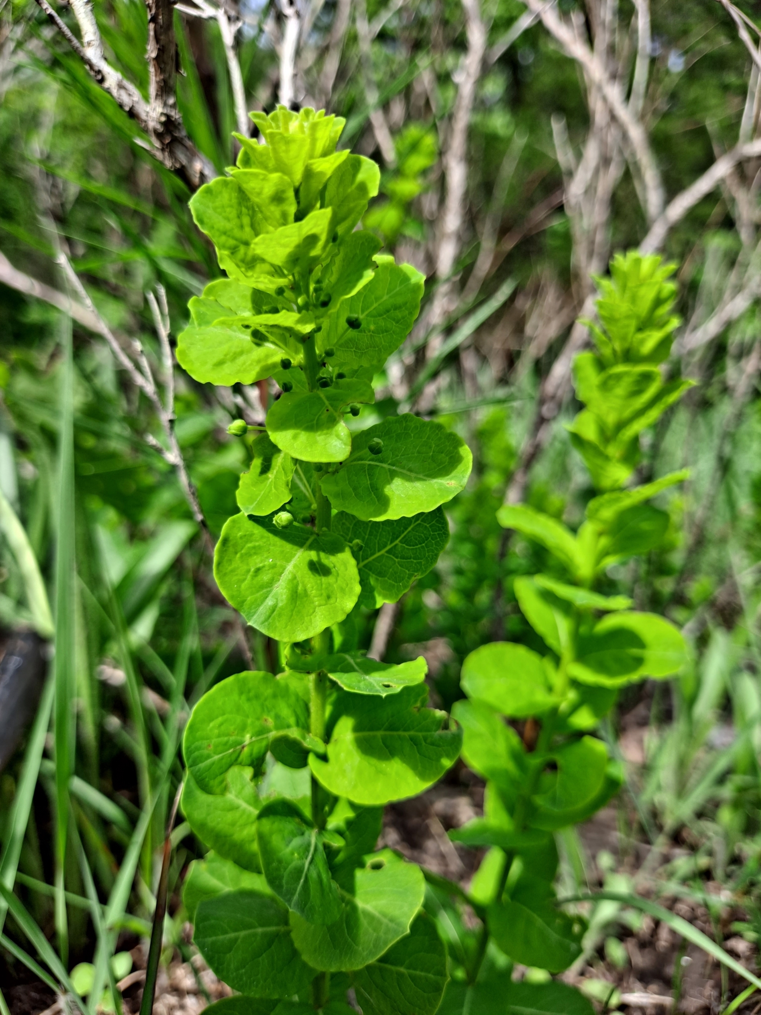 Phyllanthopsis phyllanthoides (Nutt.) Voronts. & Petra Hoffm.