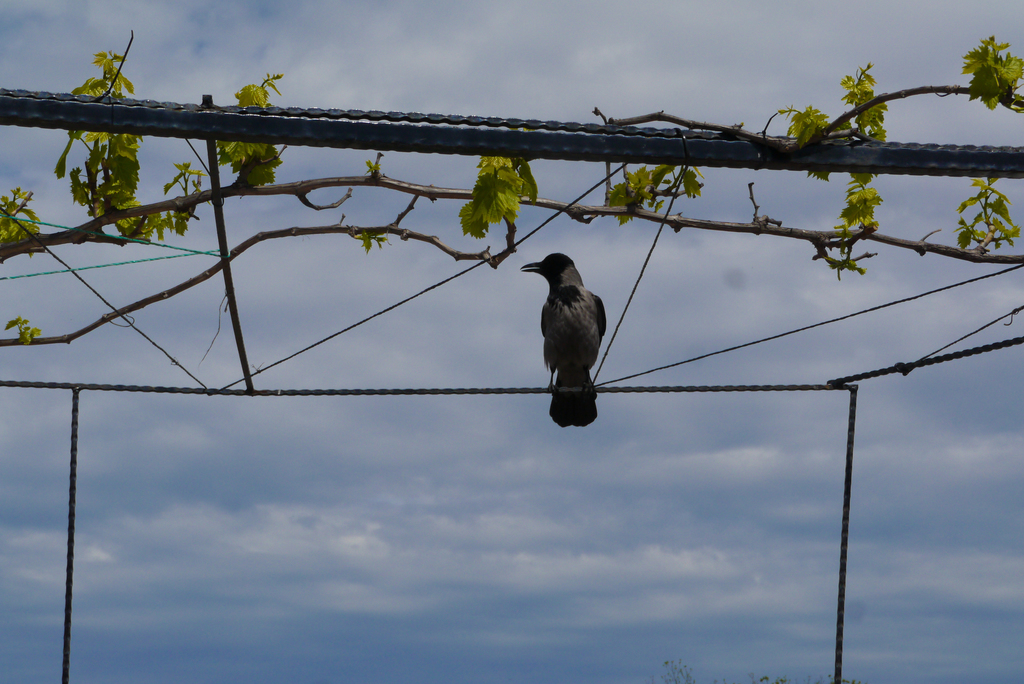 Hooded Crow from European Side, İstanbul, Turkey on April 20, 2014 at ...