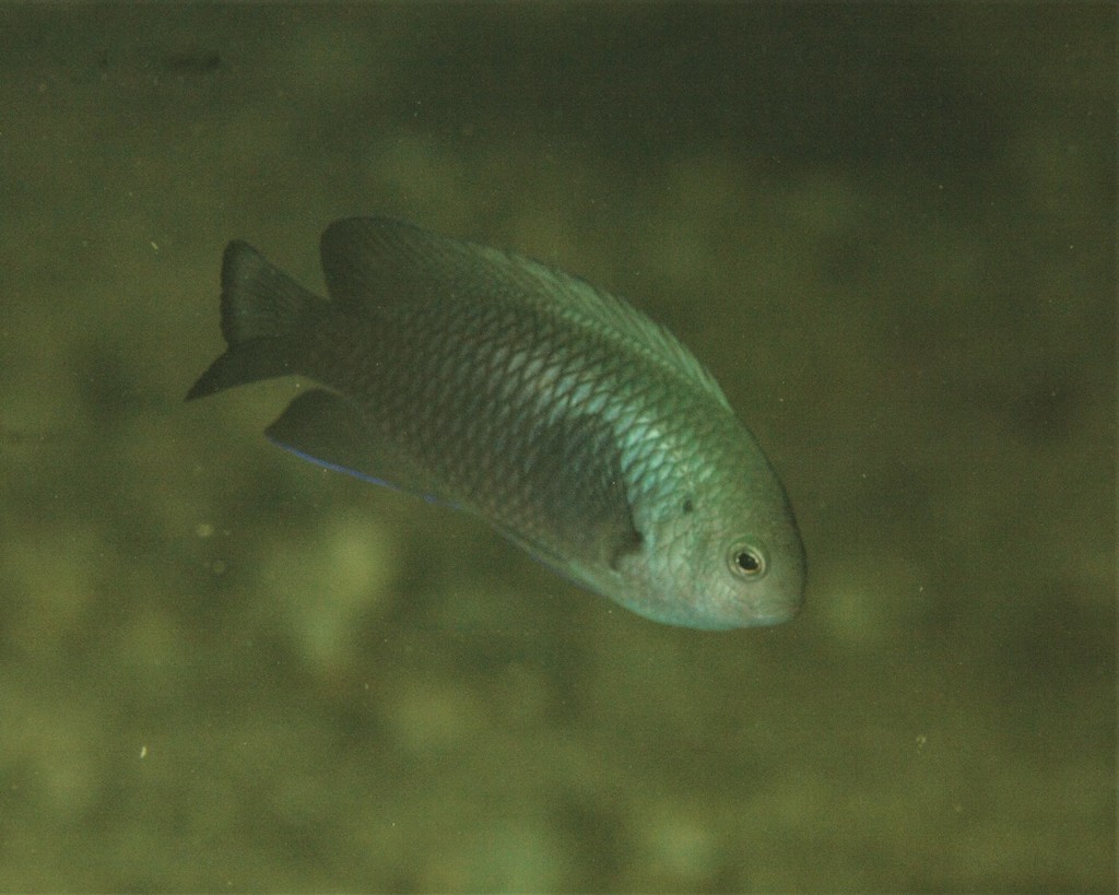 Australian Damsel (Pomacentrus australis) - Marine Life Identification
