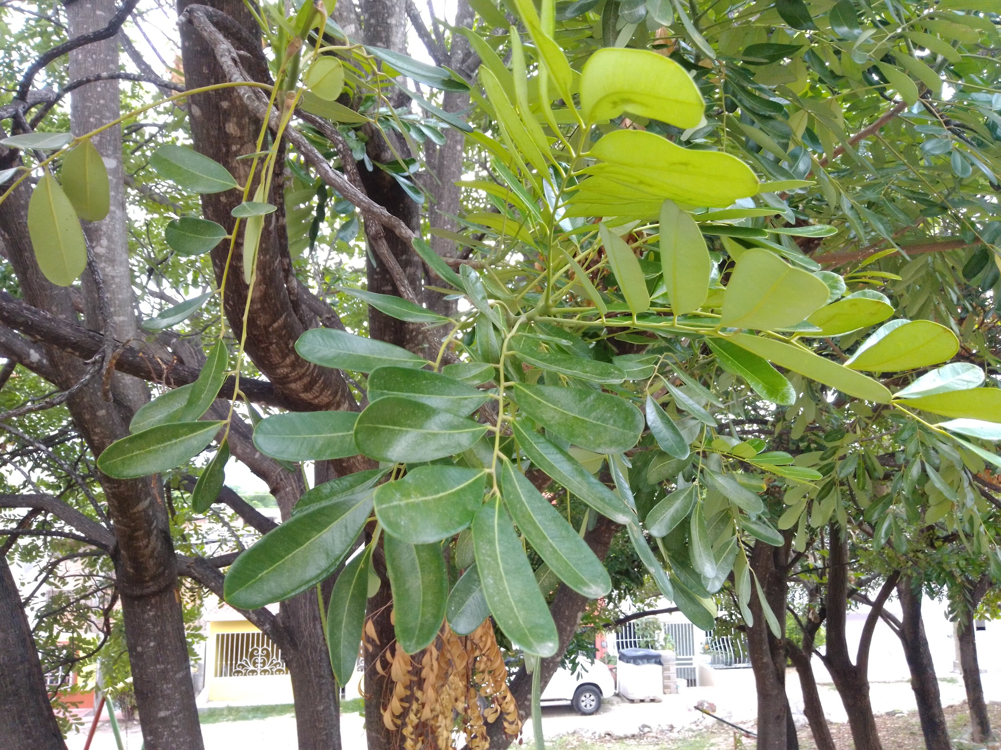 Simarouba amara Aubl.