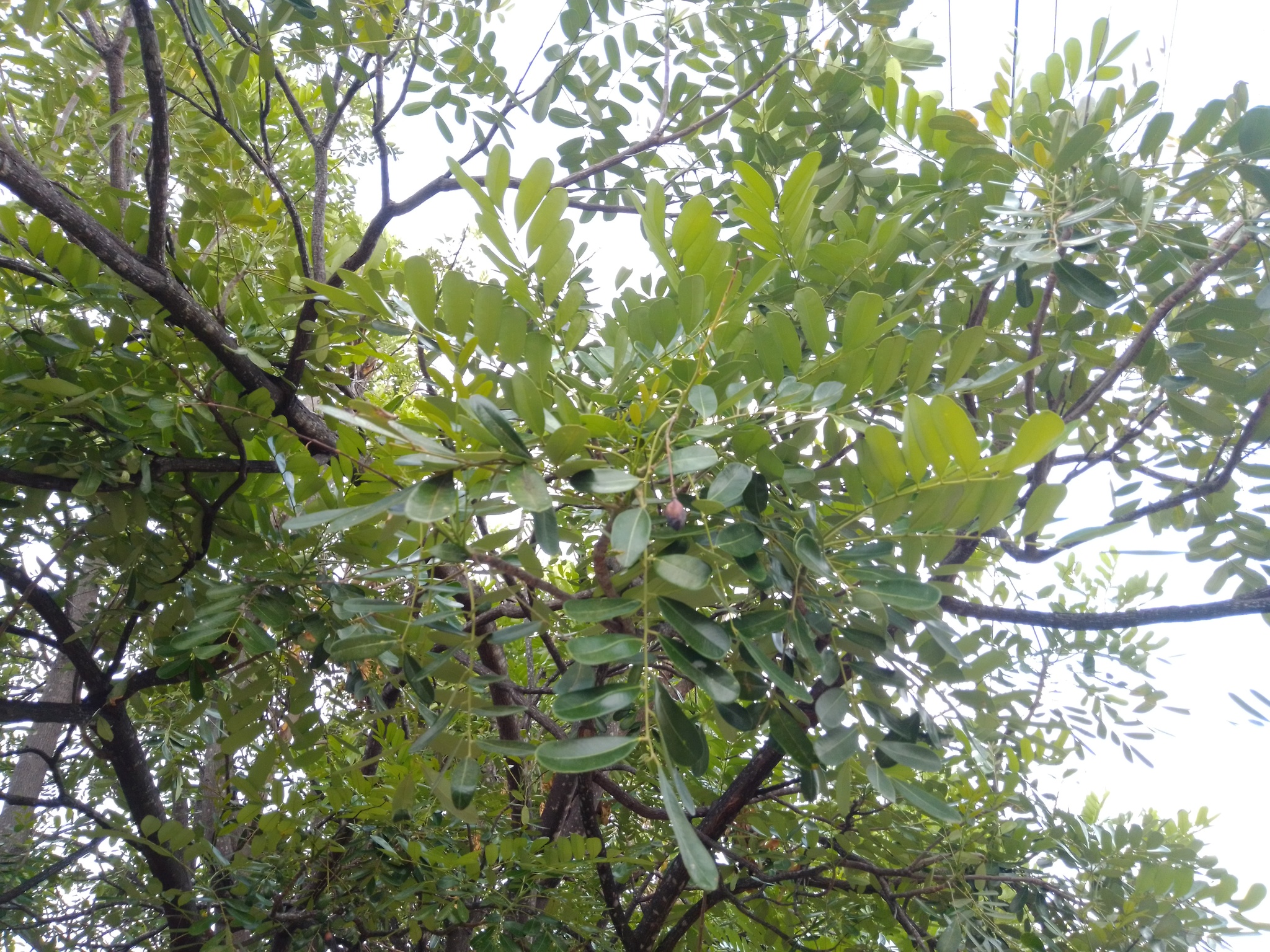 Simarouba amara Aubl.