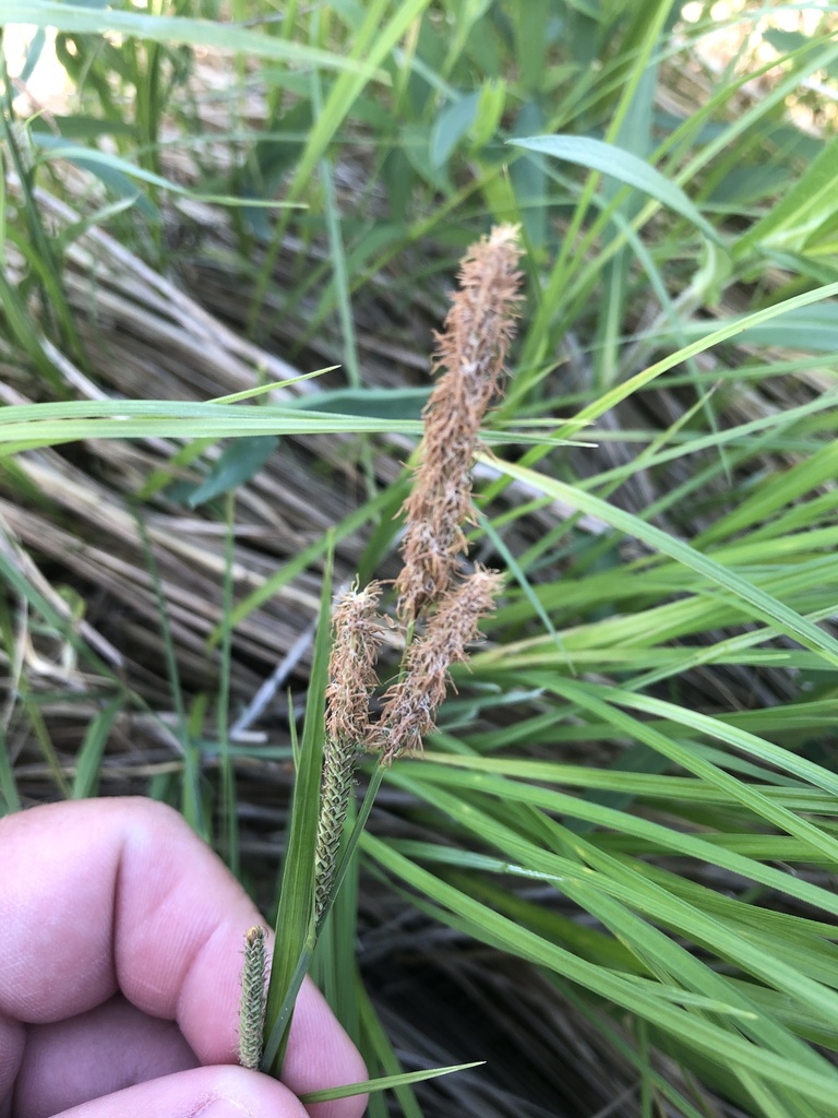 tussock sedge from 440th St, Windom, MN, US on May 24, 2021 at 10:38 AM ...