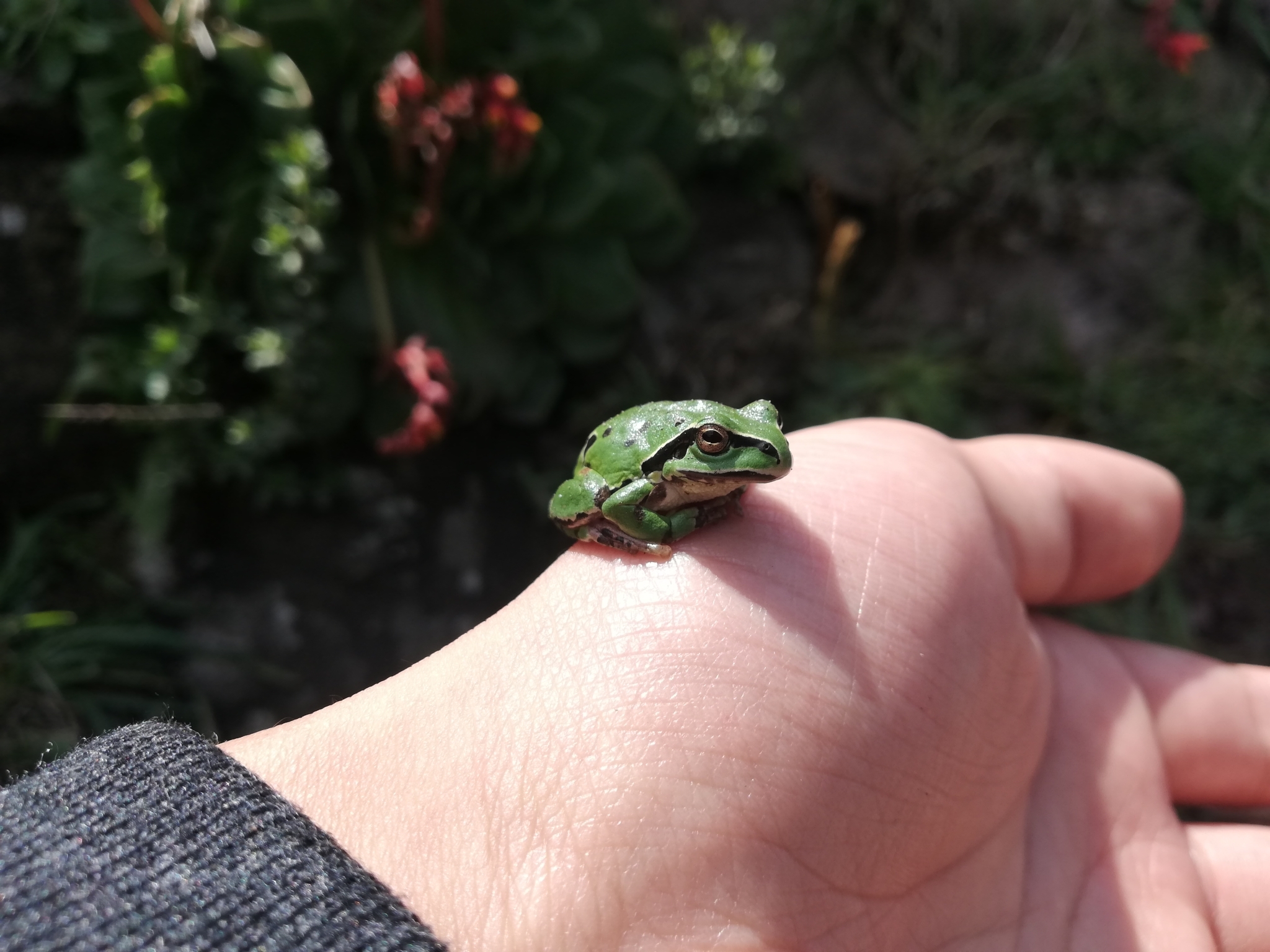 Hyla plicata Brocchi, 1877