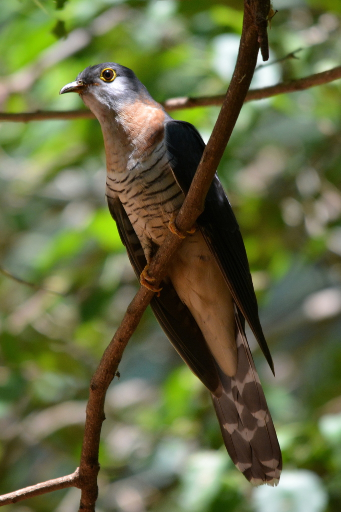 Red-chested Cuckoo from Mopani, South Africa on November 14, 2017 at 11 ...