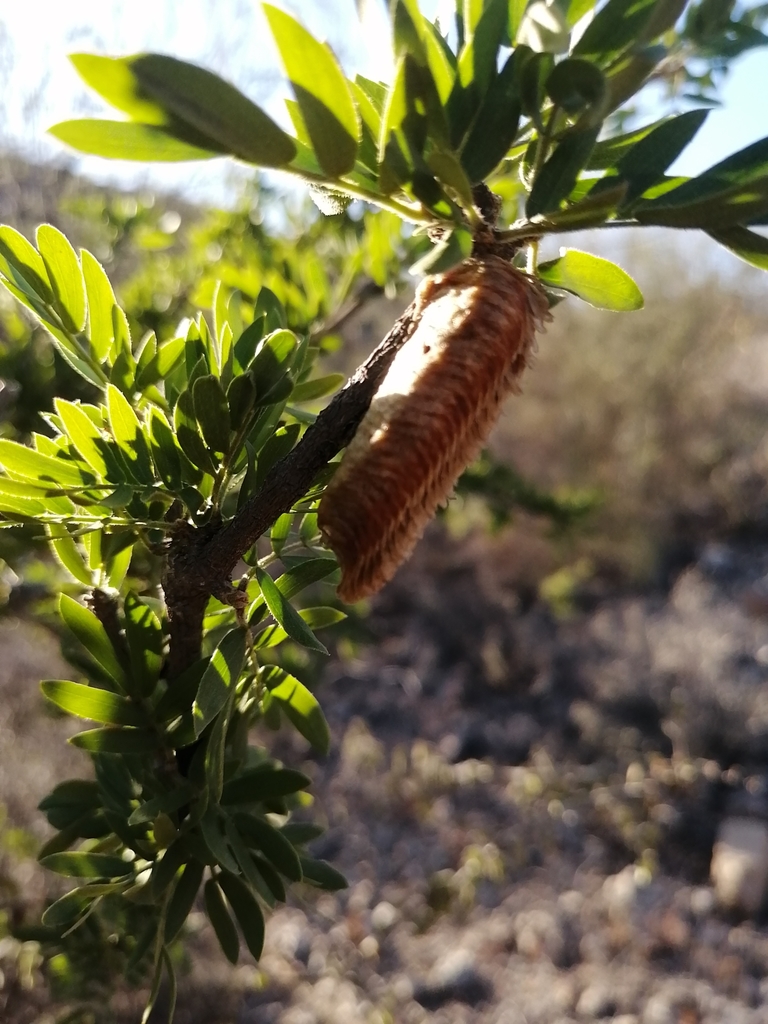 Sonoran Tiger Mantis from Guaymas, Son., México on May 23, 2021 at 05: ...