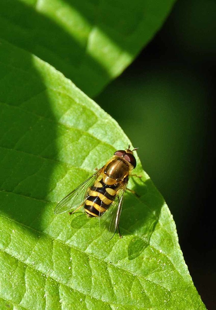 Common Flower Flies from Северо-Западный административный округ, Москва ...