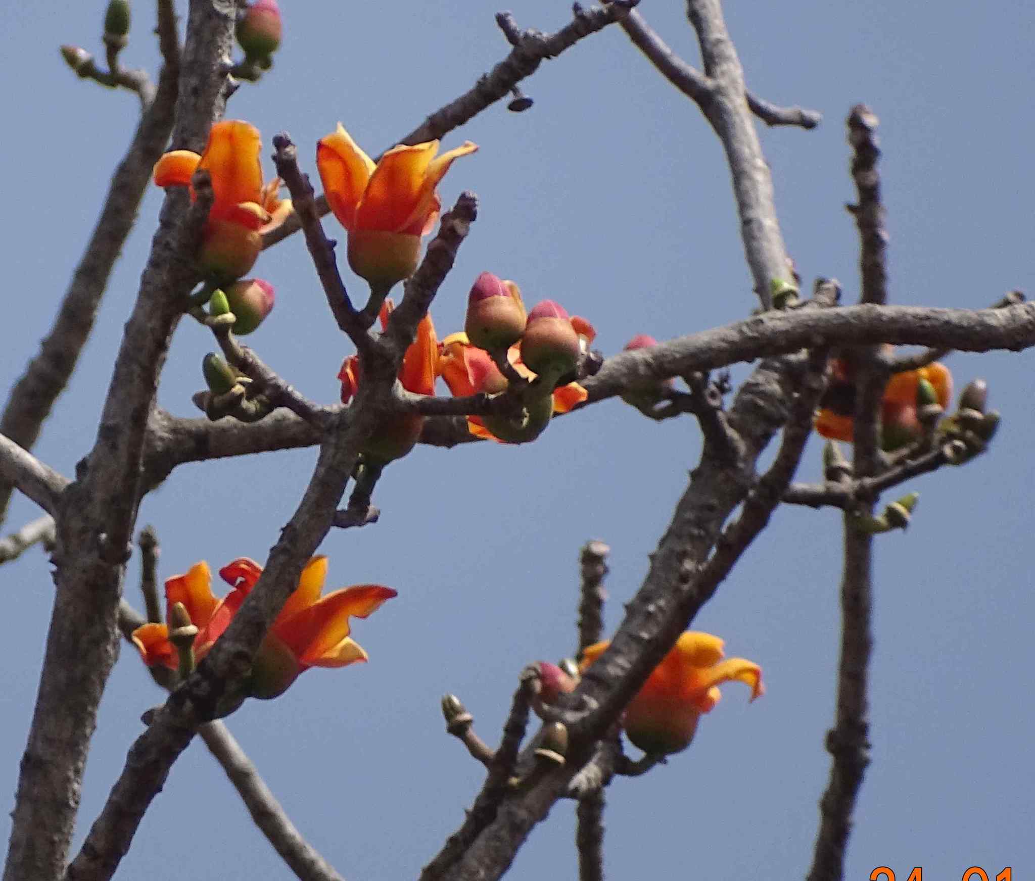 Bombax costatum Pellegr. & Vuillet