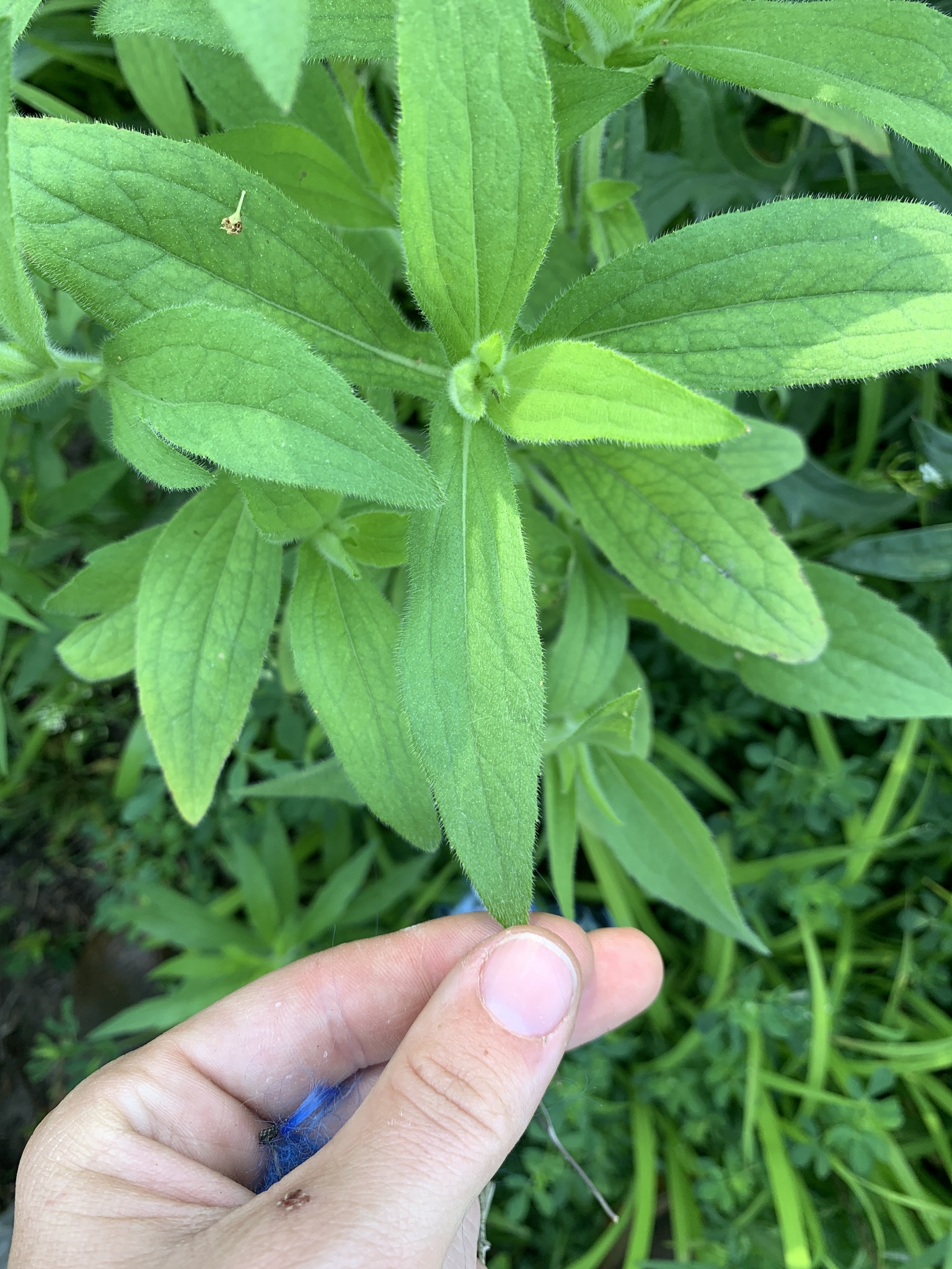 Lithospermum parviflorum Weakley, Witsell & D.Estes