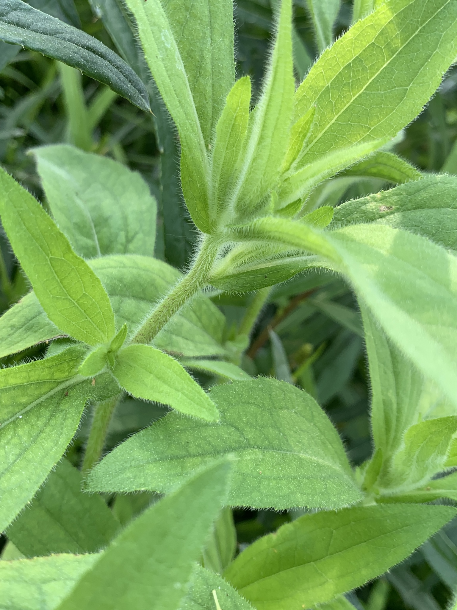 Lithospermum parviflorum Weakley, Witsell & D.Estes