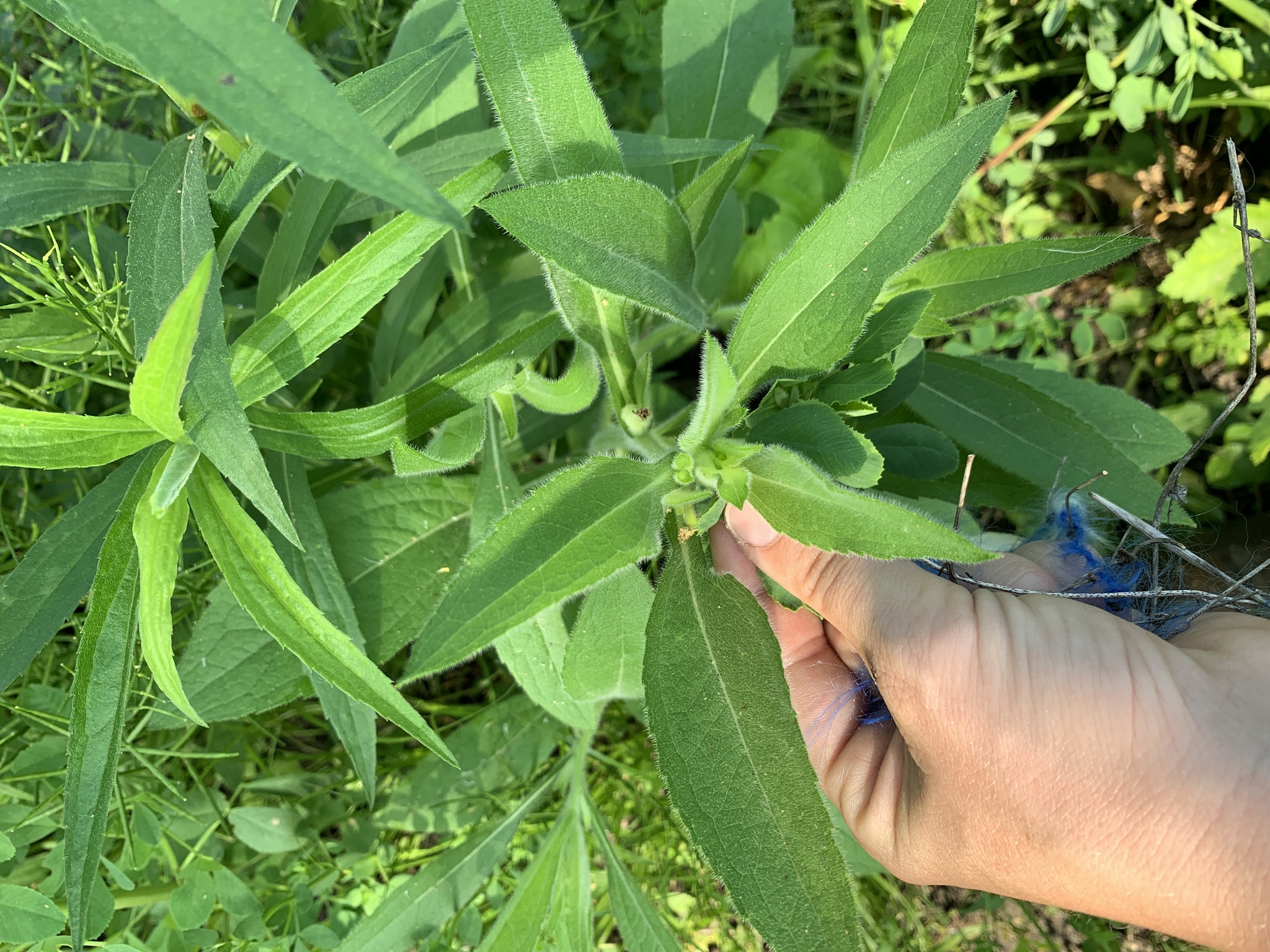Lithospermum parviflorum Weakley, Witsell & D.Estes