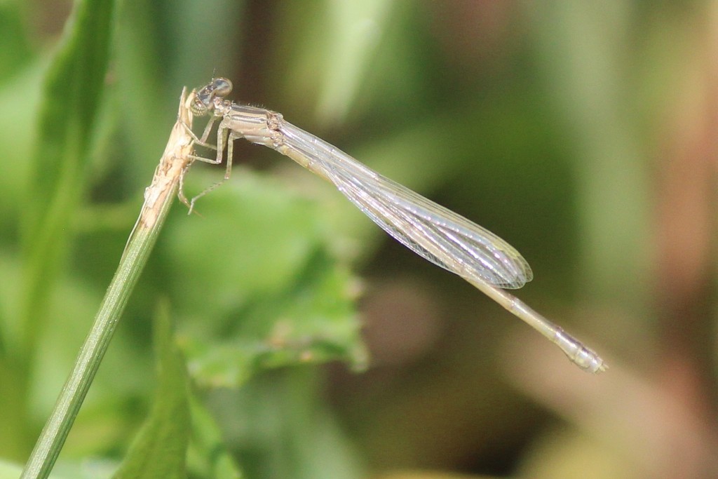 Double-striped Bluet from Hethwood - Prices Fork, Blacksburg, VA, USA ...