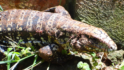 Swamp Tegu (Tupinambis palustris) · iNaturalist
