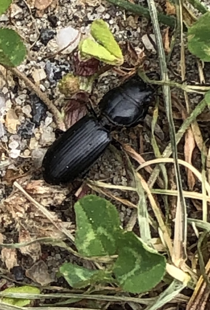 Big-headed Ground Beetle from Tylers Lake Rd, Sewell, NJ, US on May 24 ...