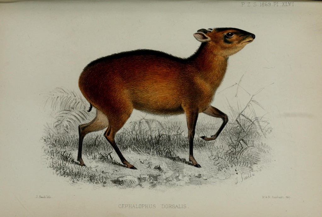 Bay Duiker (Cephalophus dorsalis) - Know Your Mammals