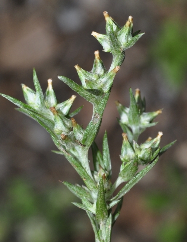 narrowleaf cottonrose (MEA Native Garden) · iNaturalist
