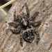 Maratus expolitus · iNaturalist