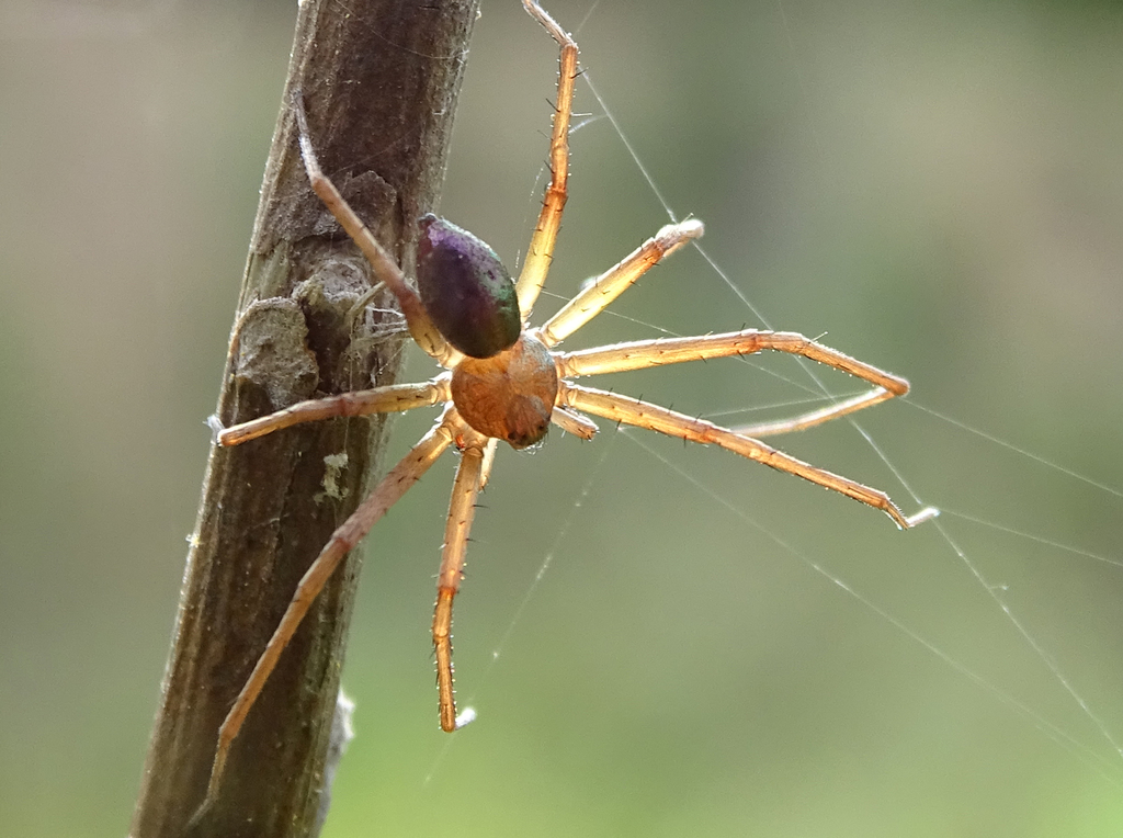 Philodromus aureolus from Αττική, Ελλάδα on May 03, 2021 at 06:55 PM by ...