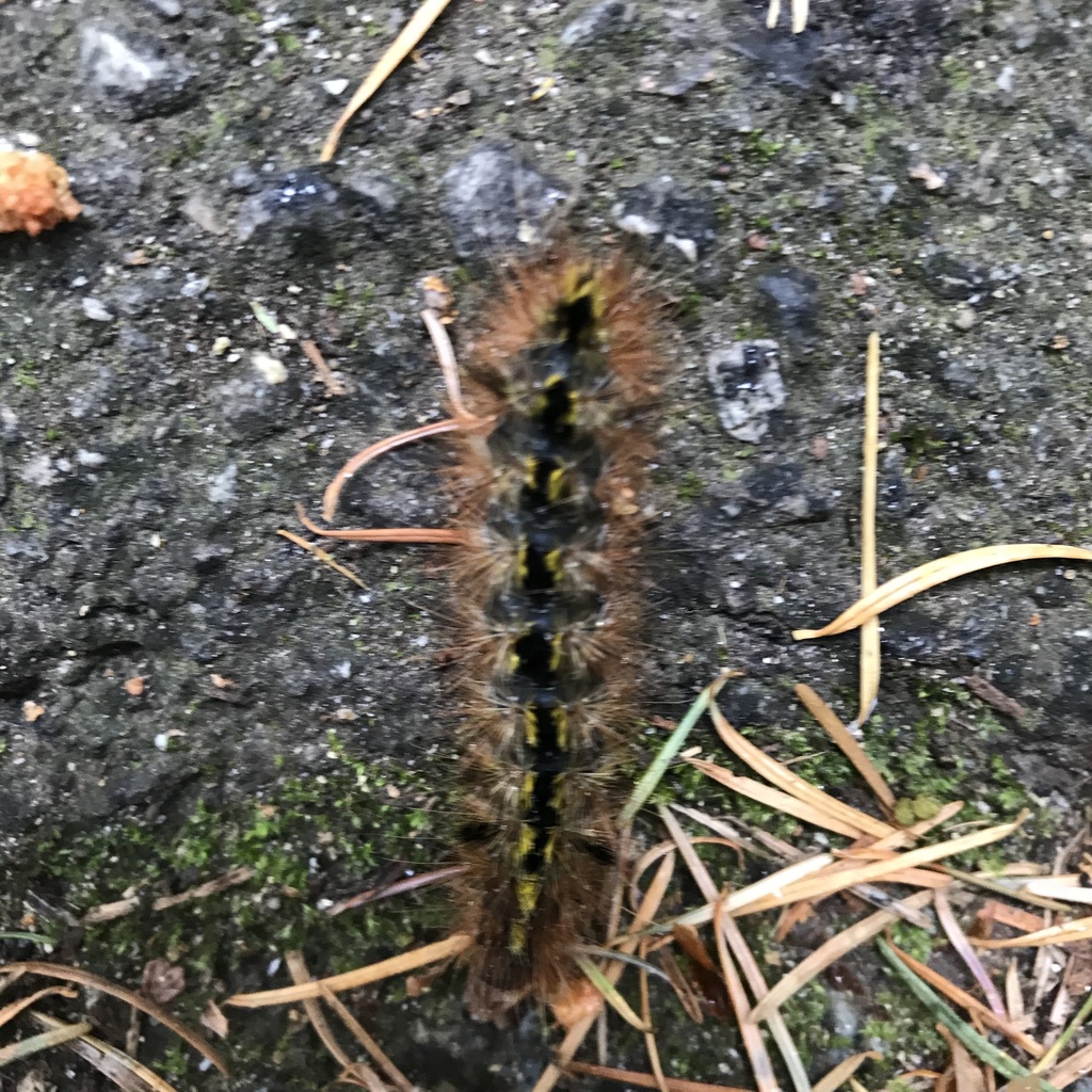 Silver-spotted Tiger Moth from Nitobe Memorial Garden, Greater ...