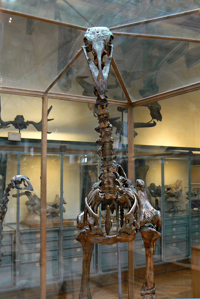 Elephant Birds (Aepyornithiformes) - Avian Discovery