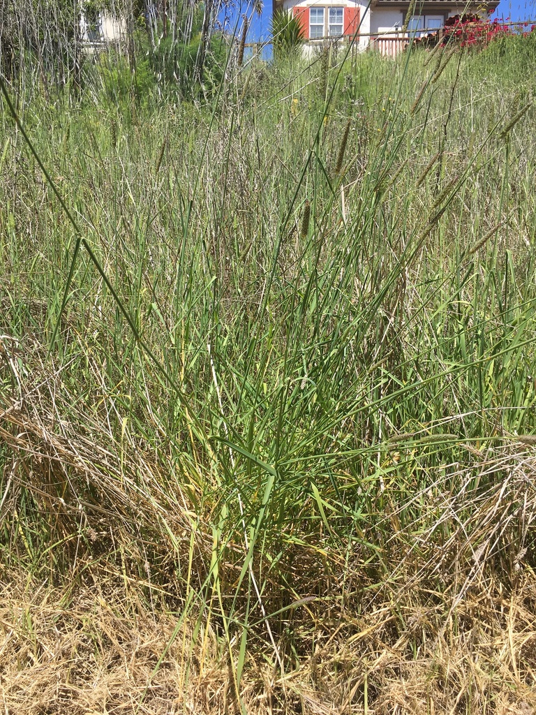 harding grass from Ohlone Loop Trail, Watsonville, CA, US on May 24 ...
