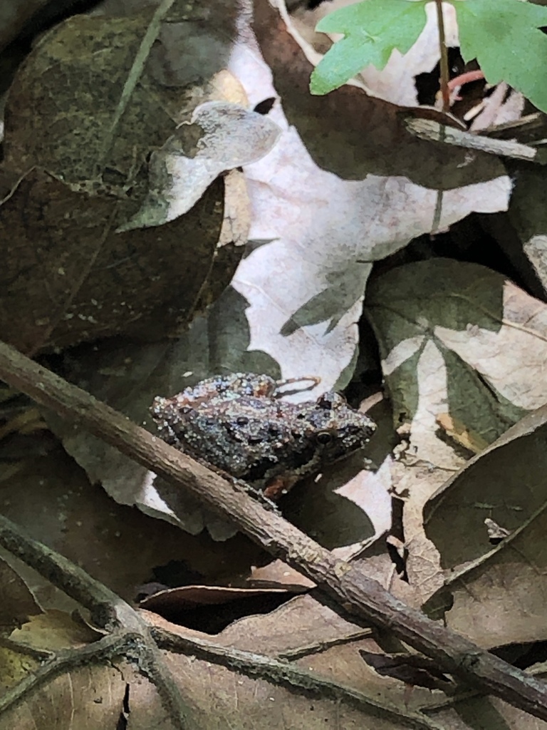 Southern Cricket Frog from S Water St, Monticello, FL, US on May 16 ...