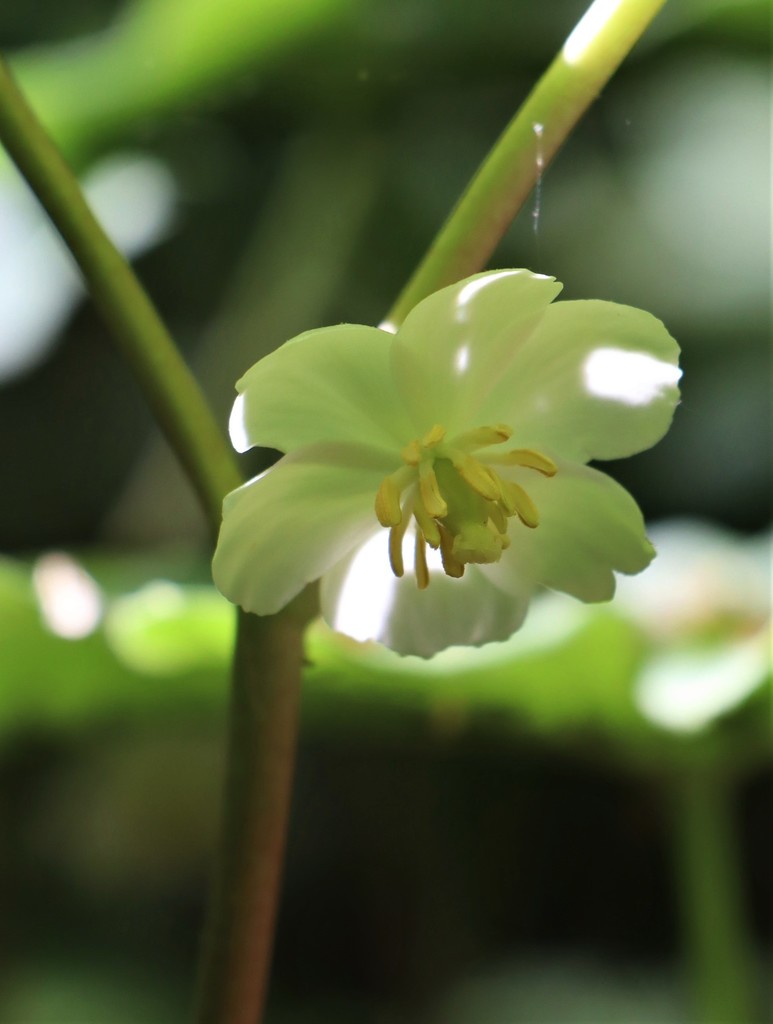 mayapple from Belleville, ON, Canada on May 24, 2021 at 09:51 AM by ...