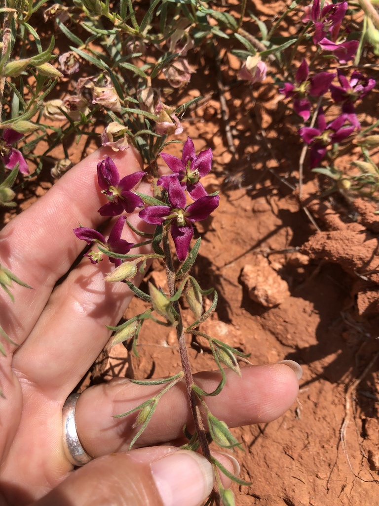 Trailing Rhatany from TX, US on May 24, 2021 at 02:34 PM by Lena Zappia ...