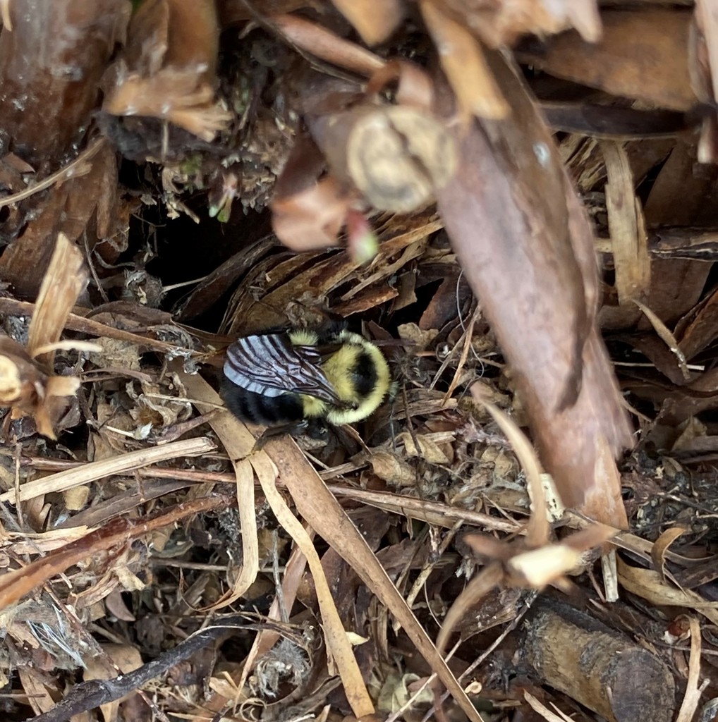 Bumble Bees from Douglasdale, Calgary, AB T2Z, Canada on May 17, 2021 ...