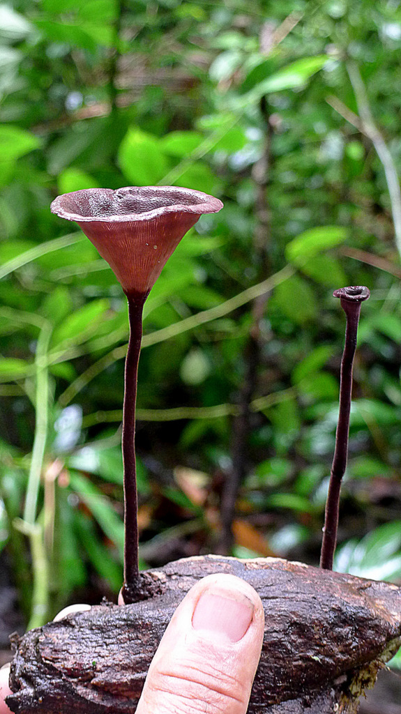 Panus velutinus (Guía general de Macrohongos de Costa Rica I) · iNaturalist