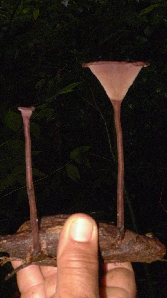 Panus velutinus (Guía general de Macrohongos de Costa Rica I) · iNaturalist