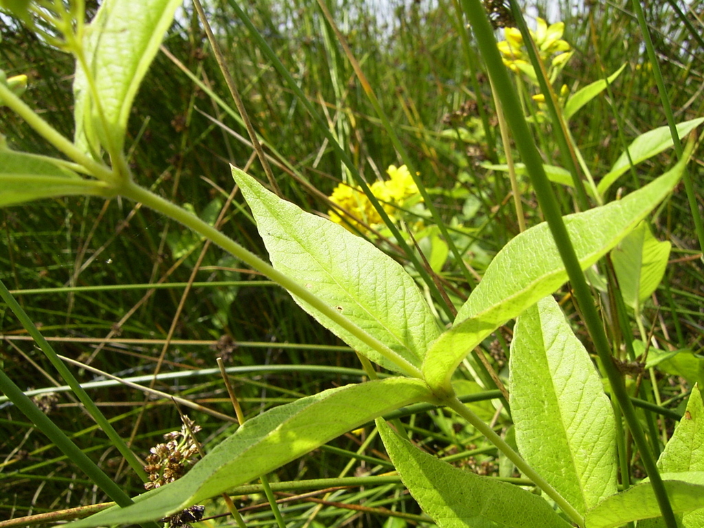 Garden Loosestrife (Noxious Weeds of Colorado) · iNaturalist