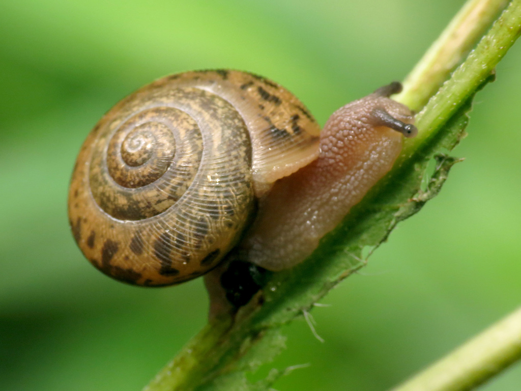 Gastropods (Battle hill Farm aquatic stream animals) · BioDiversity4All