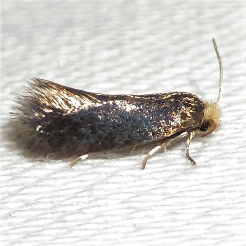 Pygmy Eye-capped Moths from Fitzgerald Rd, Burdett, NY 14818, USA on ...