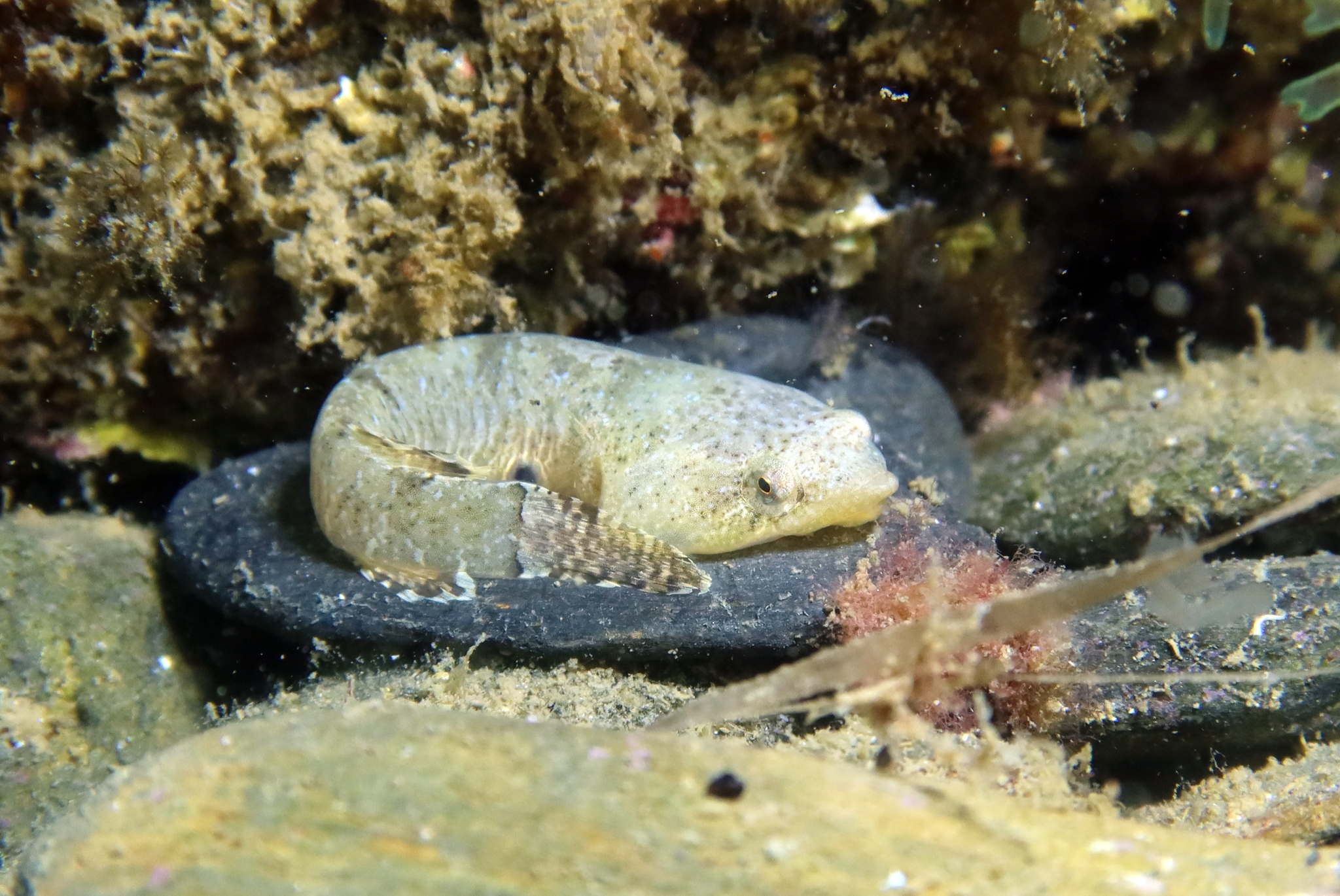 Diplecogaster Fraser-Brunner, 1938