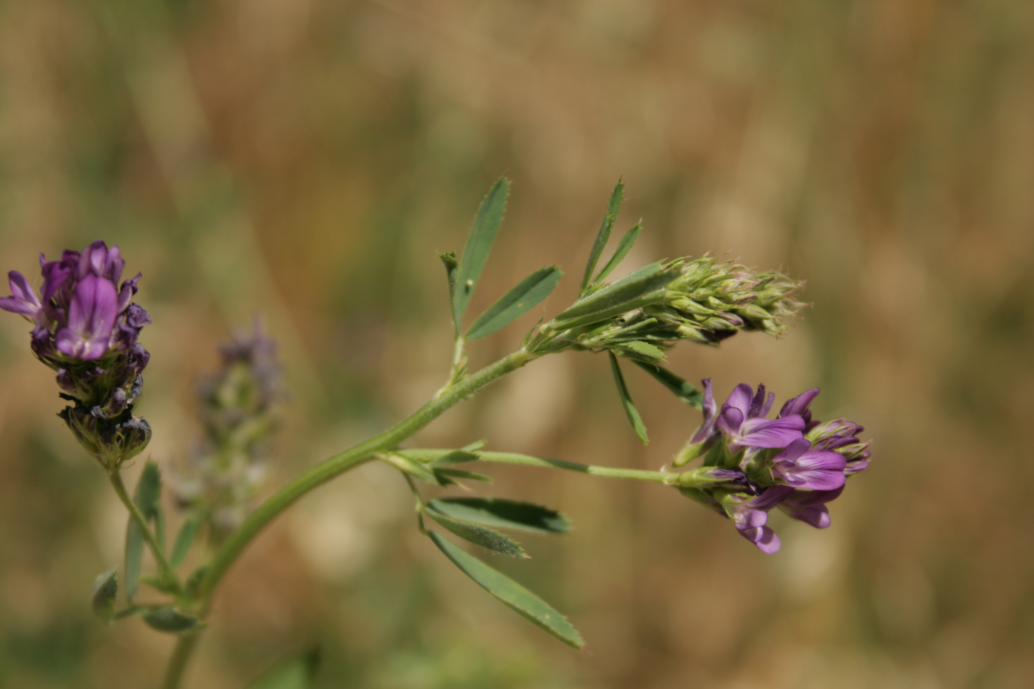 Alfalfa Plants