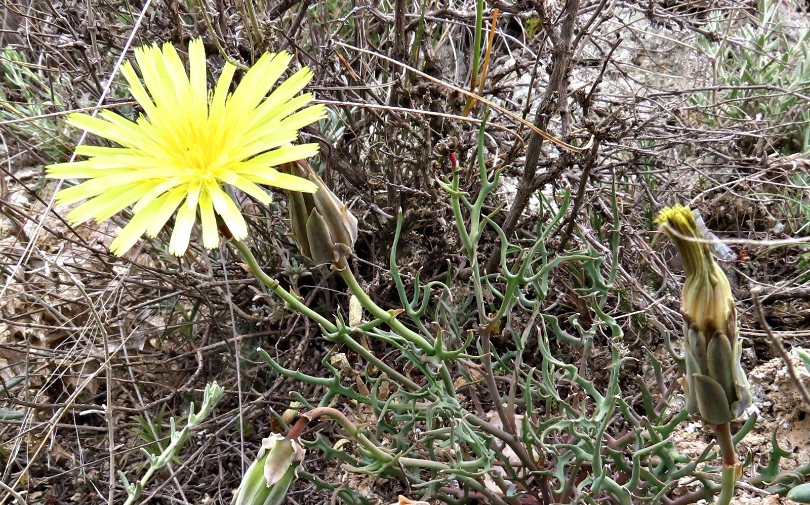 Launaea fragilis (Asso) Pau