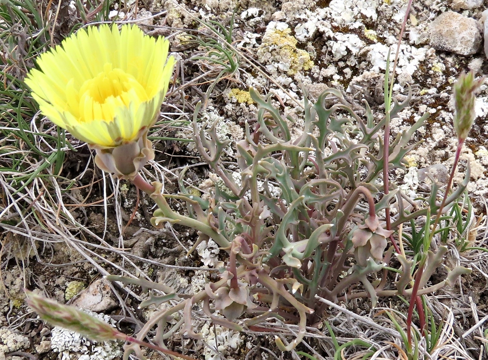 Launaea fragilis (Asso) Pau