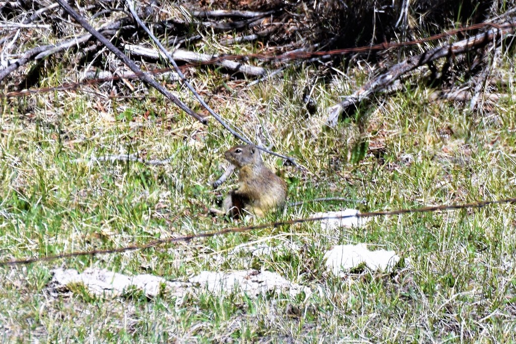 Long-tailed Ground Squirrels from Grant County, OR, USA on May 03, 2021 ...
