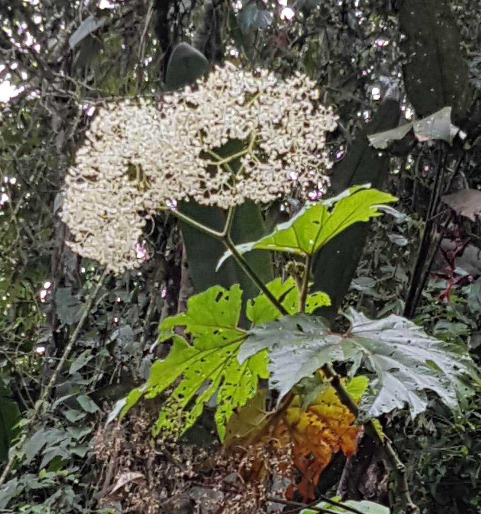 (Begonia parviflora) - Botanical Realm