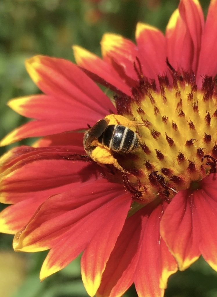 Poey's Furrow Bee from Bok Tower Gardens, Lake Wales, FL, US on May 24 ...