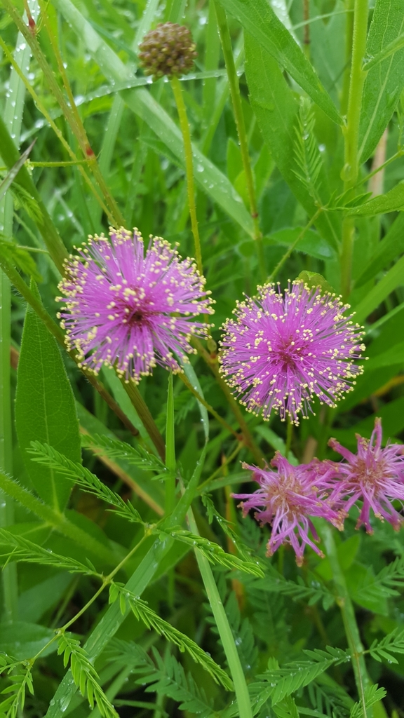 Roemer's sensitive briar from Celeste, TX 75423, USA on May 24, 2021 at ...