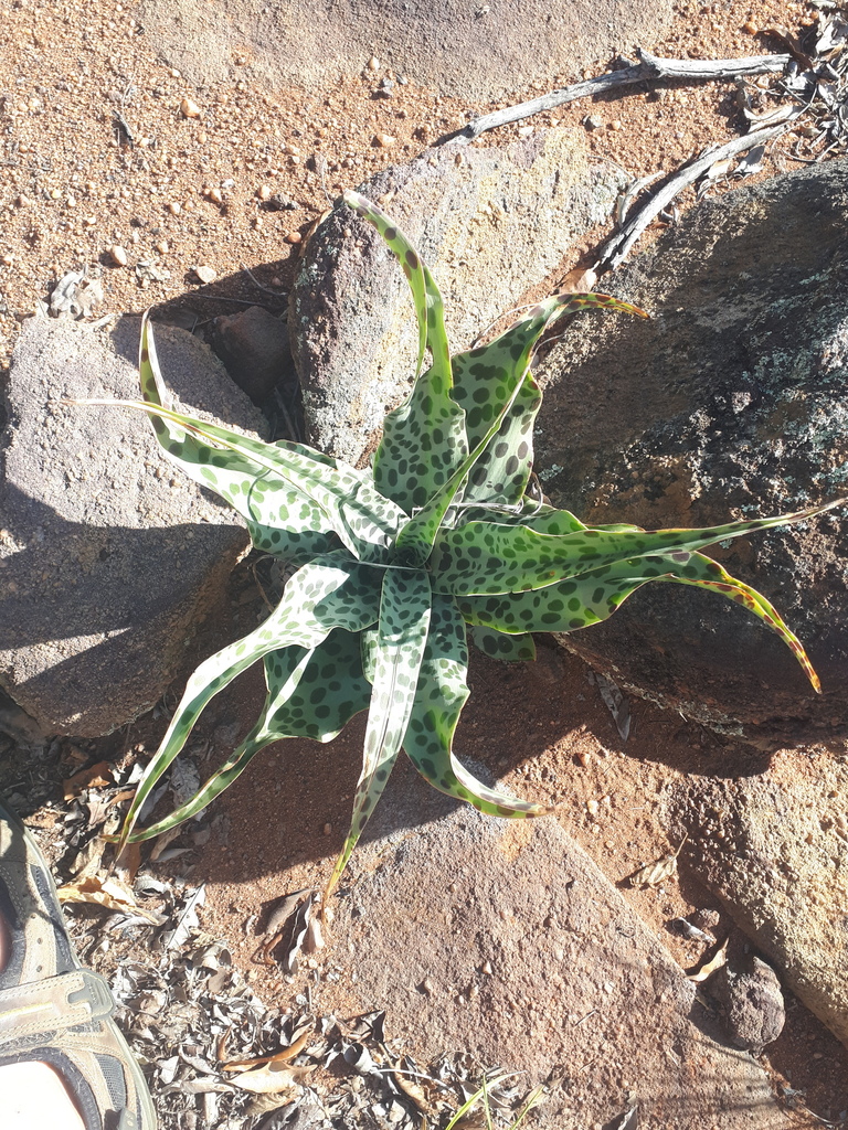 wild African hyacinth from Bosveld, South Africa on March 14, 2021 at ...