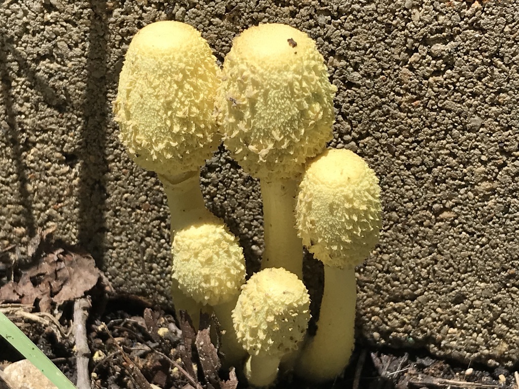 flowerpot parasol from E Mountain St, Seguin, TX, US on May 24, 2021 at ...