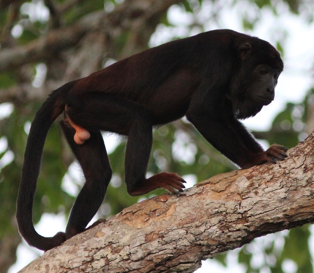 Spix's Red-handed Howler Monkey (Alouatta discolor) - Know Your Mammals