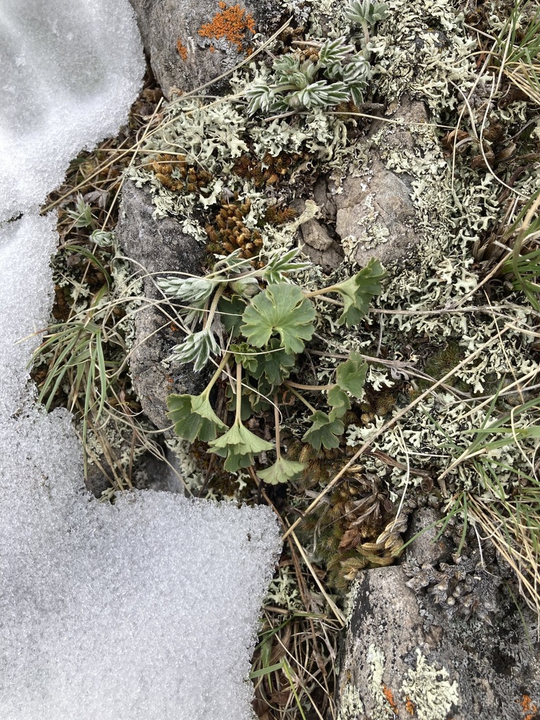 littleleaf alumroot from Division No. 15, AB, Canada on May 22, 2021 at ...