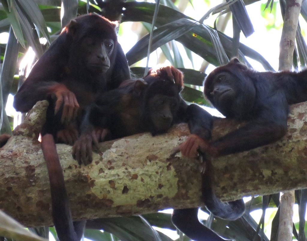 Spix's Red-handed Howler Monkey (Alouatta discolor) - Know Your Mammals