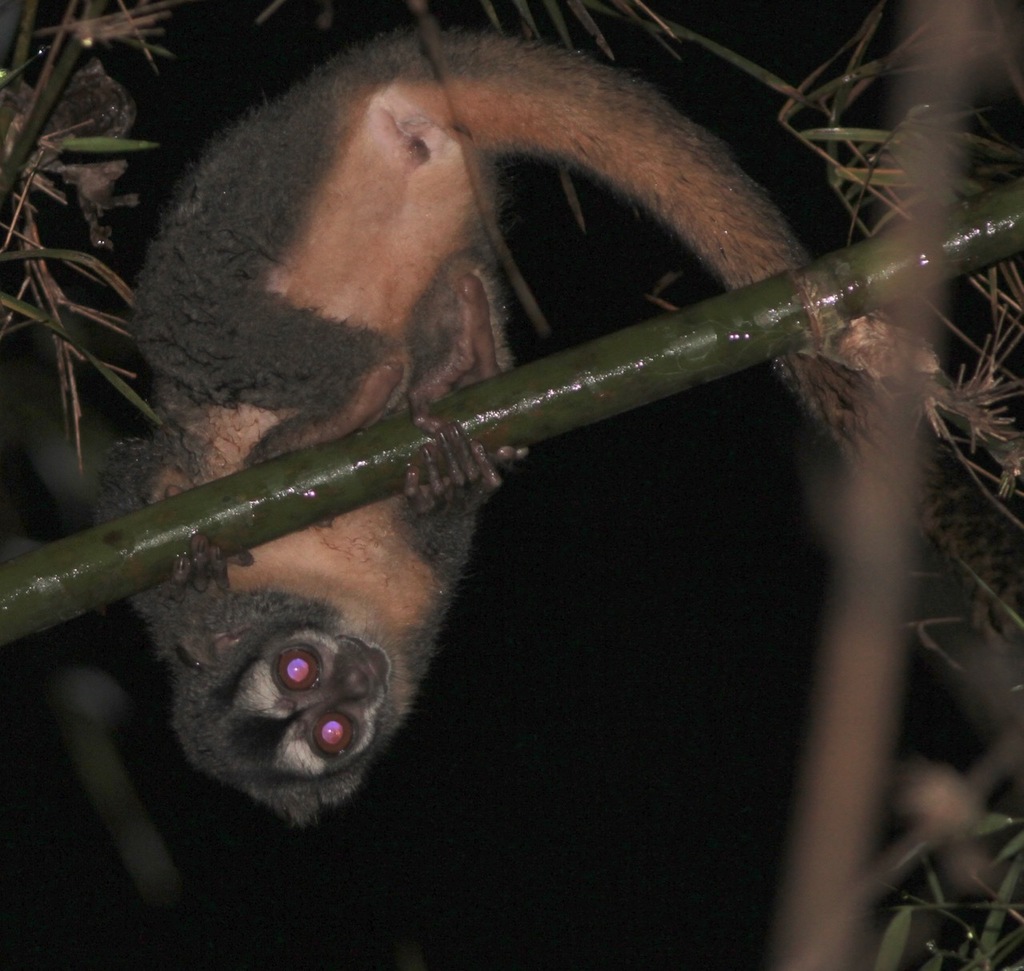 Night Monkeys (Aotus) - Know Your Mammals