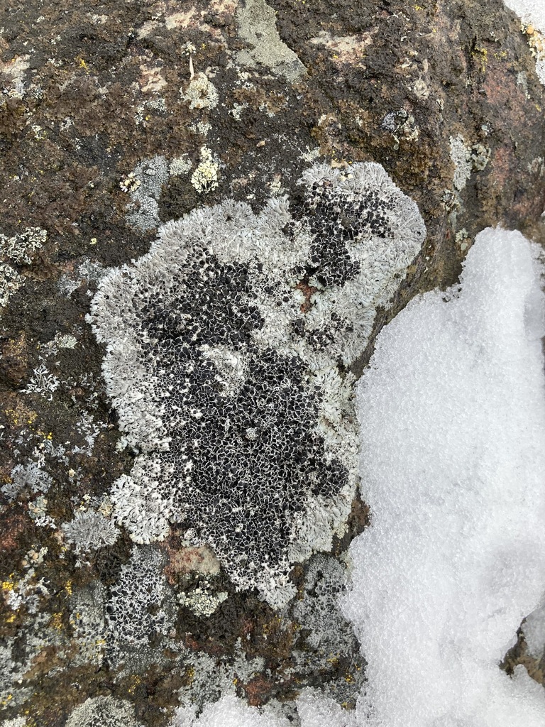 common lichens from Division No. 15, AB, Canada on May 22, 2021 at 01: ...